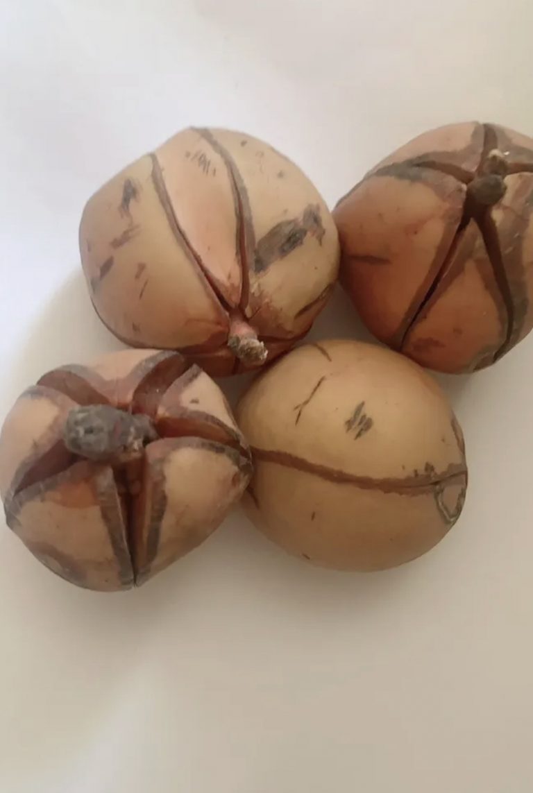 Kola Cola Organic -Obi abata Oloju merin ( garcinia kola) yoruba energy ...