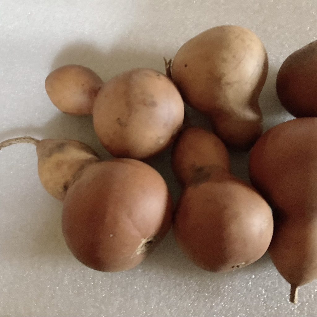 6x IGBA ADO GOURD Dried African Bottle Prayer Gourd IGBA IFA NIGERIA 6 ...